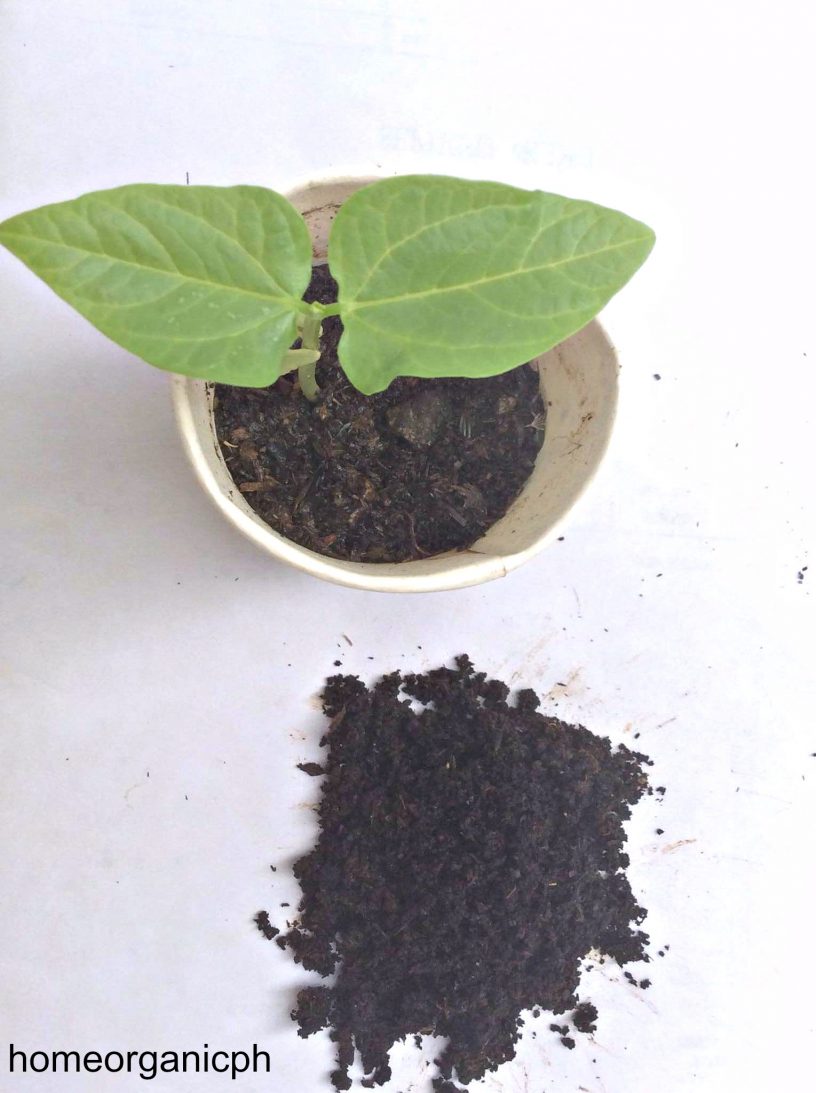 How To Make Vermicompost At Home for Organic Fertilizer