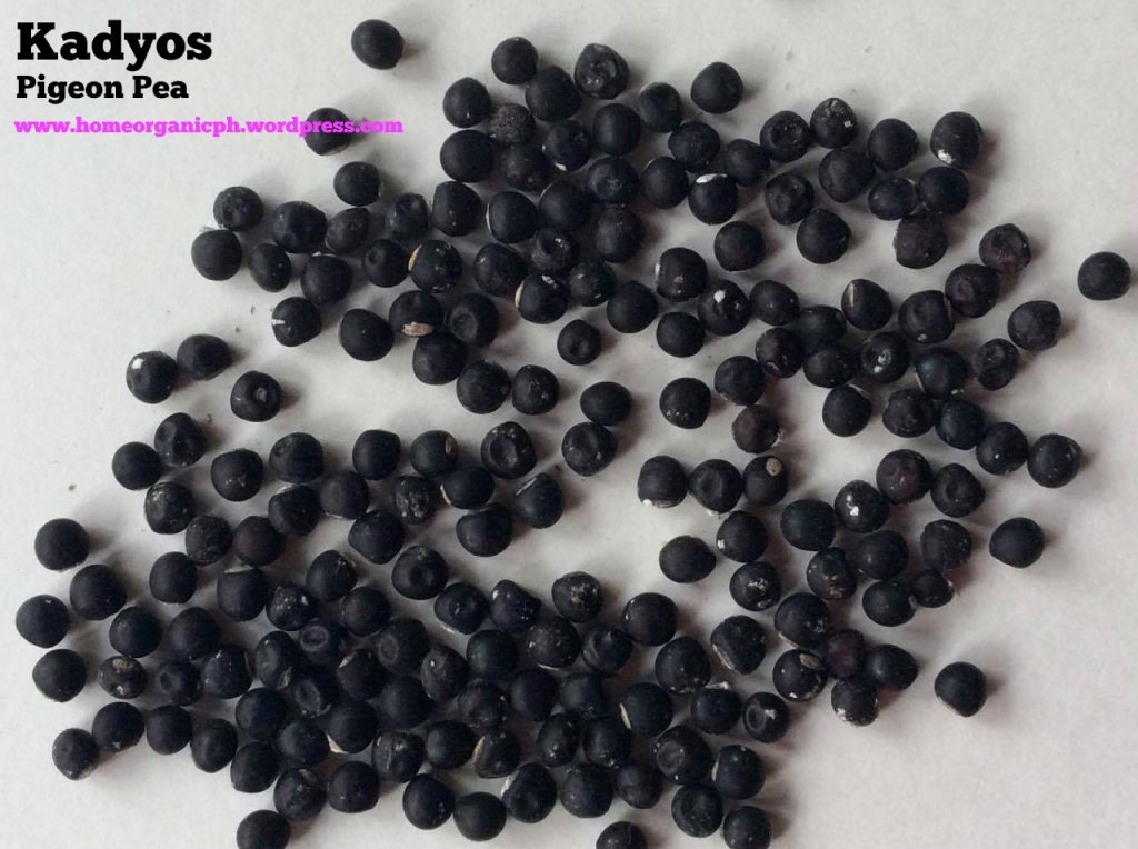 Seeds