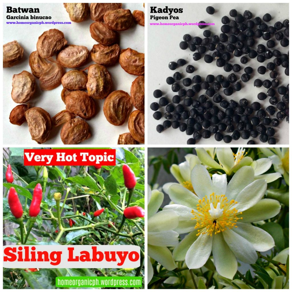 Seeds