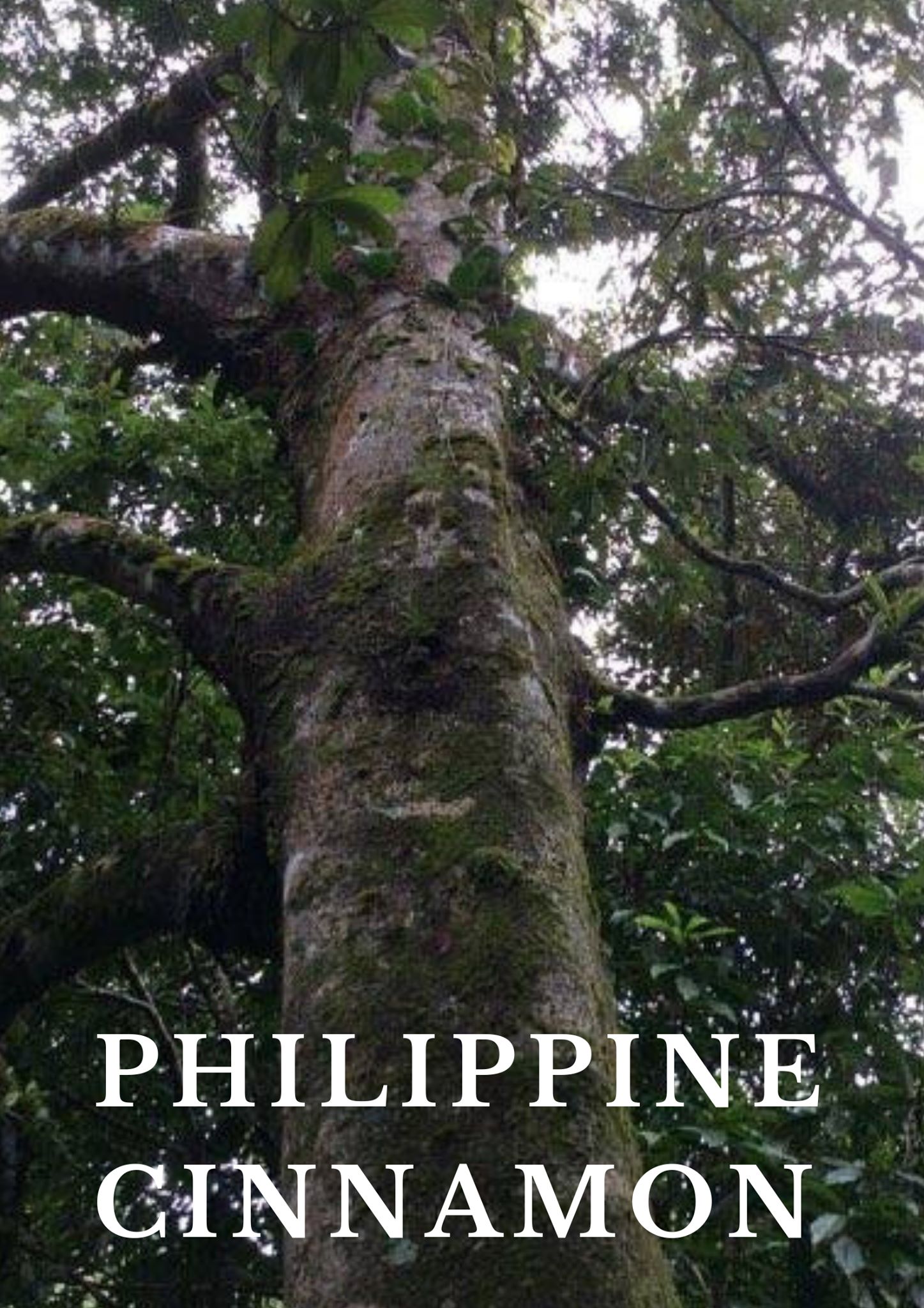 Our Philippine Cinnamon Social Enterprise Journey – Plantsville Health