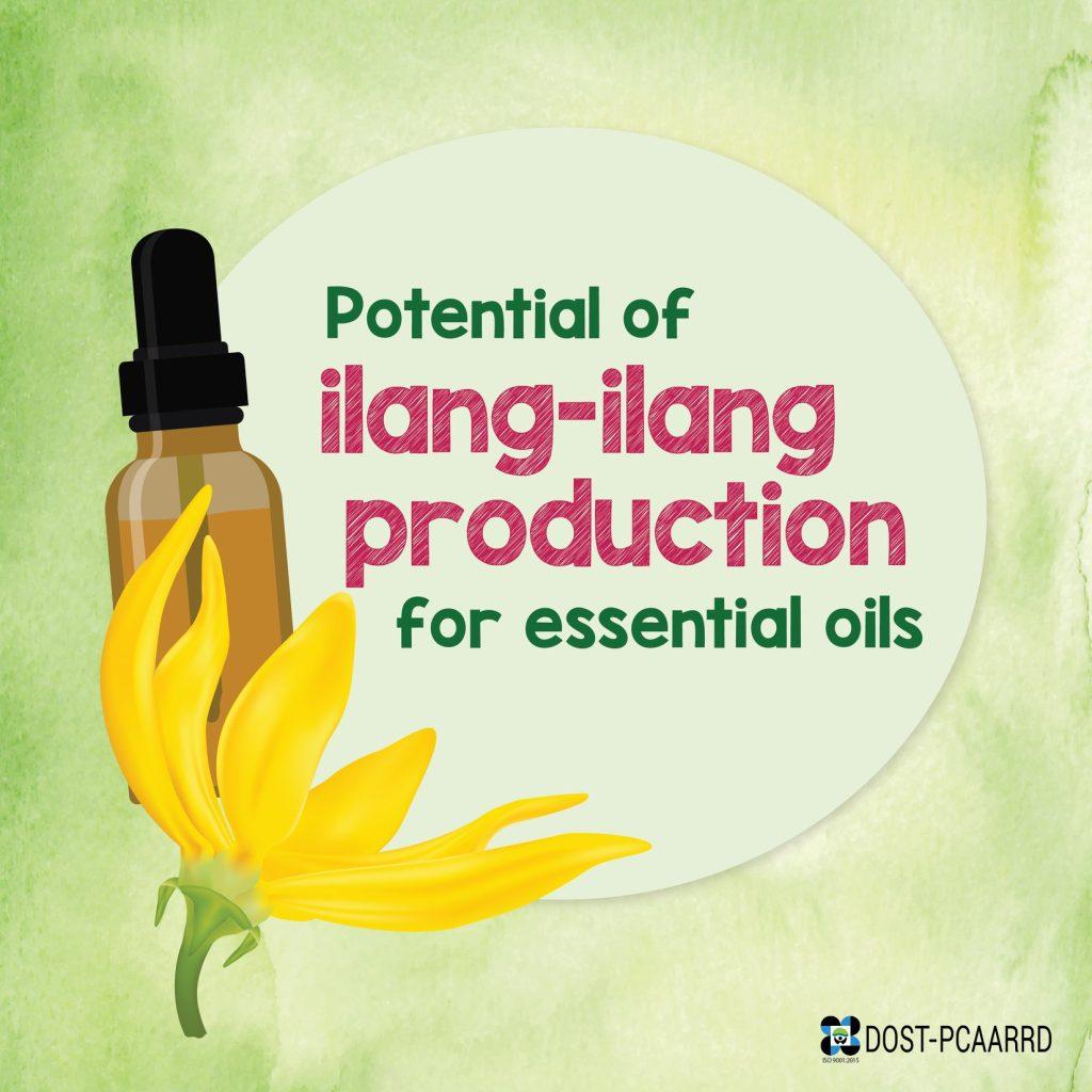 Ilang Ilang To Beautify Your Garden