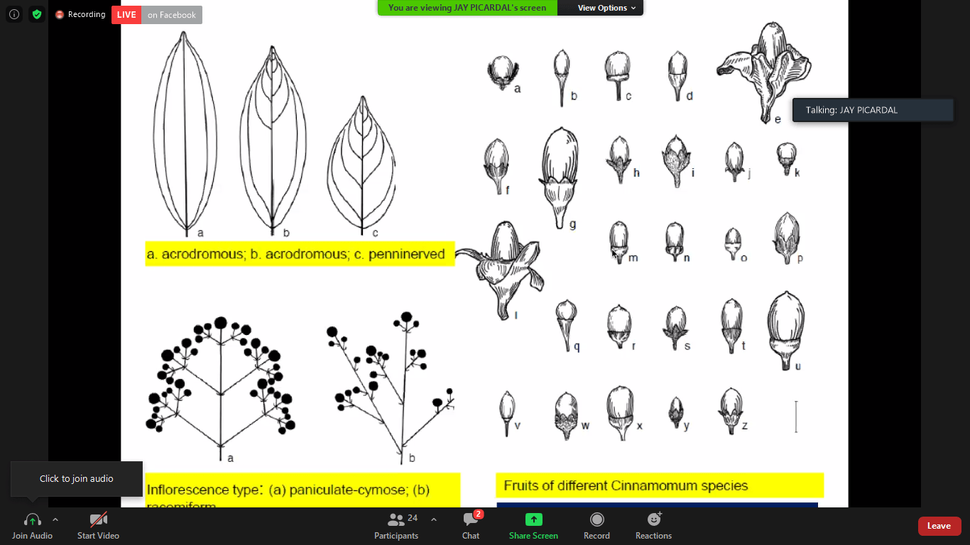 Sources Of Information About Philippines Cinnamon