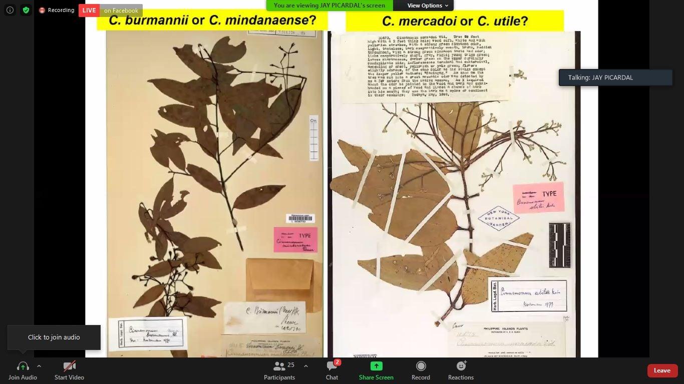 Sources Of Information About Philippines Cinnamon